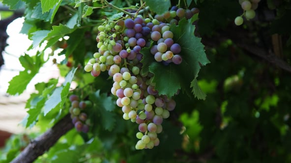 Grape packing software Australia